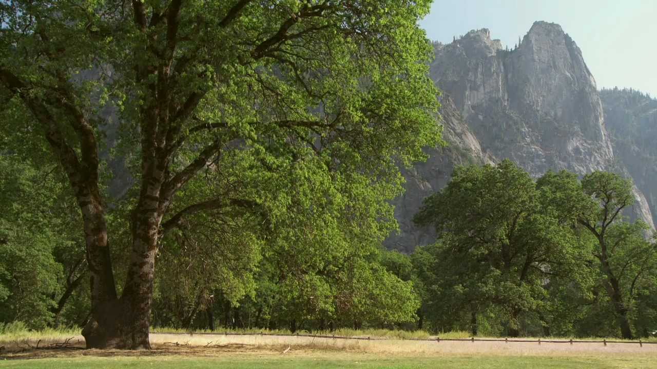 Yosemite Nature Notes 17 Black Oaks Youtube