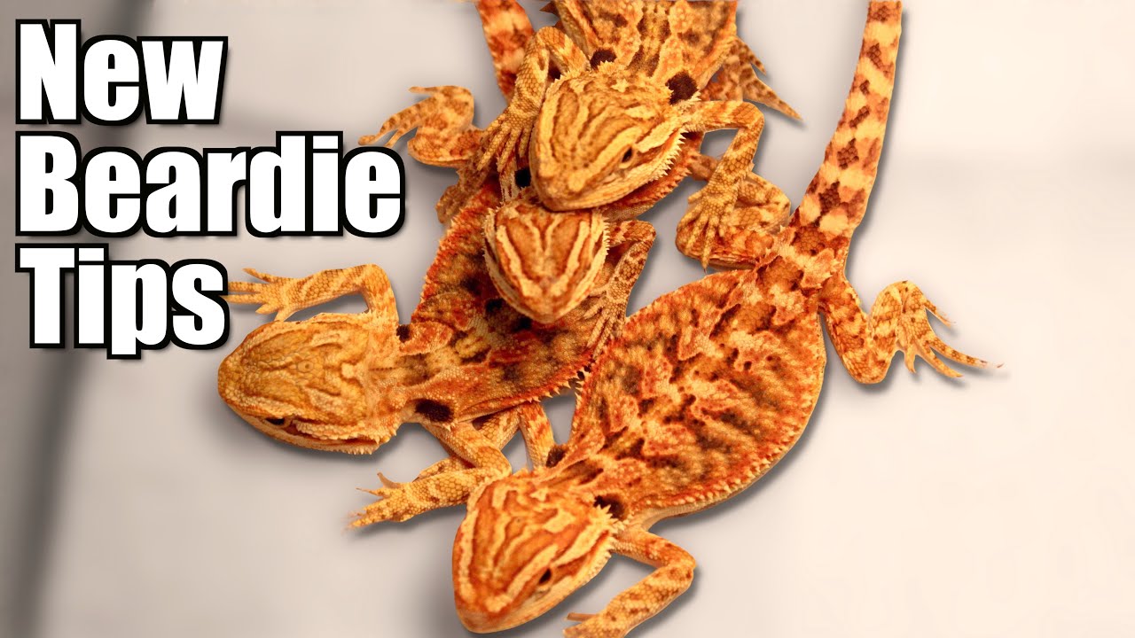 Your New Bearded Dragon First Week Youtube