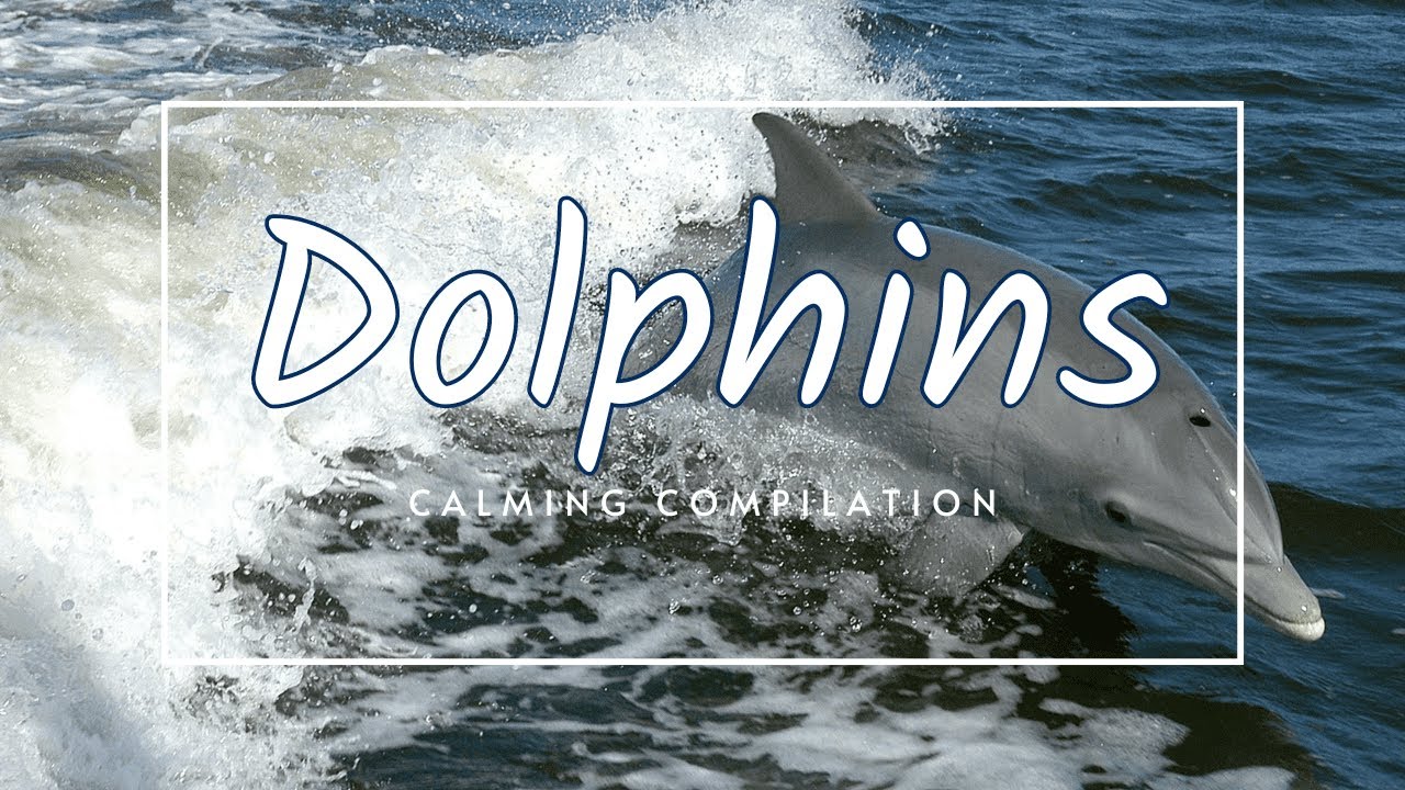 Dolphins Swimming Calming Compilation Youtube