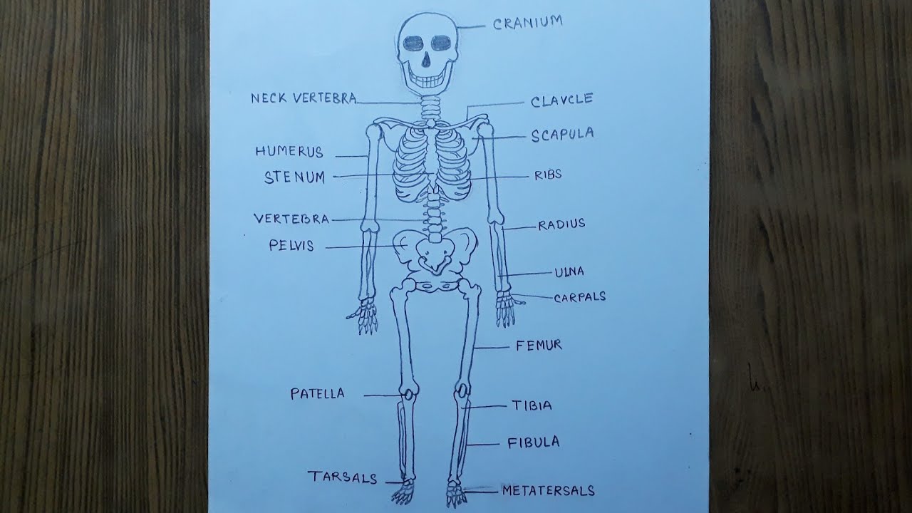 How To Draw Human Skeleton Diagram