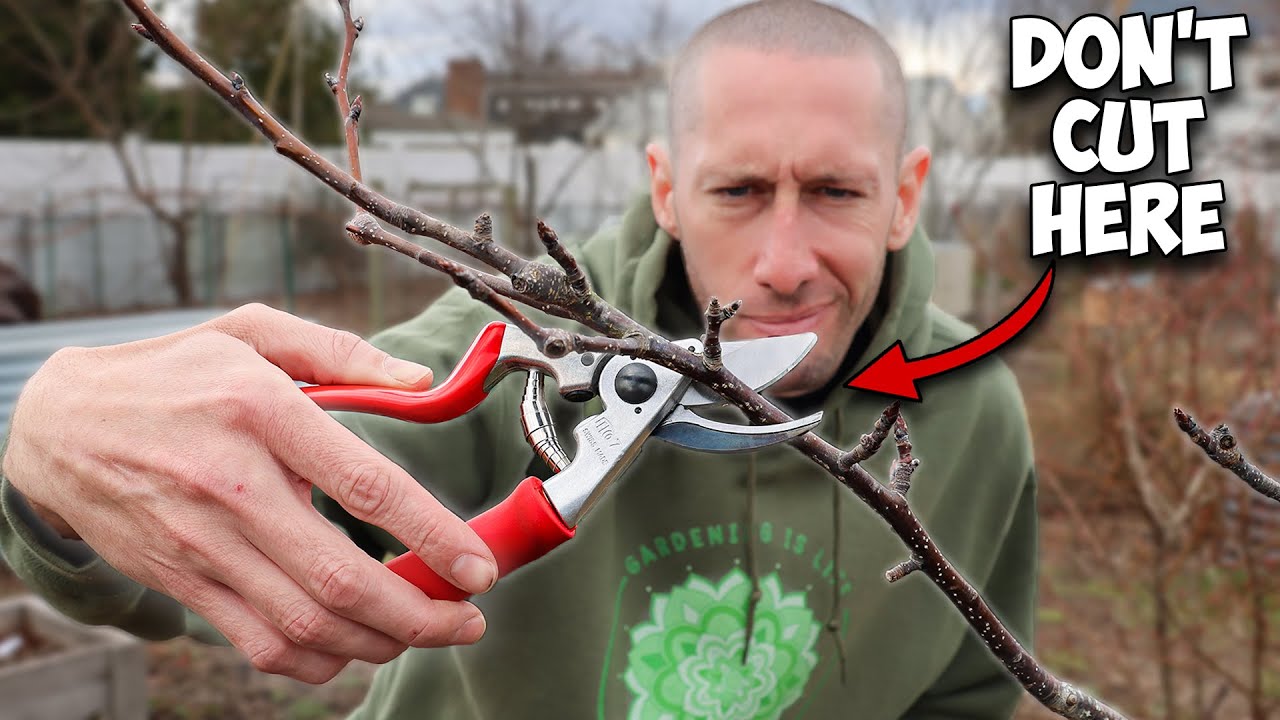 This Method Of Pruning Trees Will Simplify Everything Youtube
