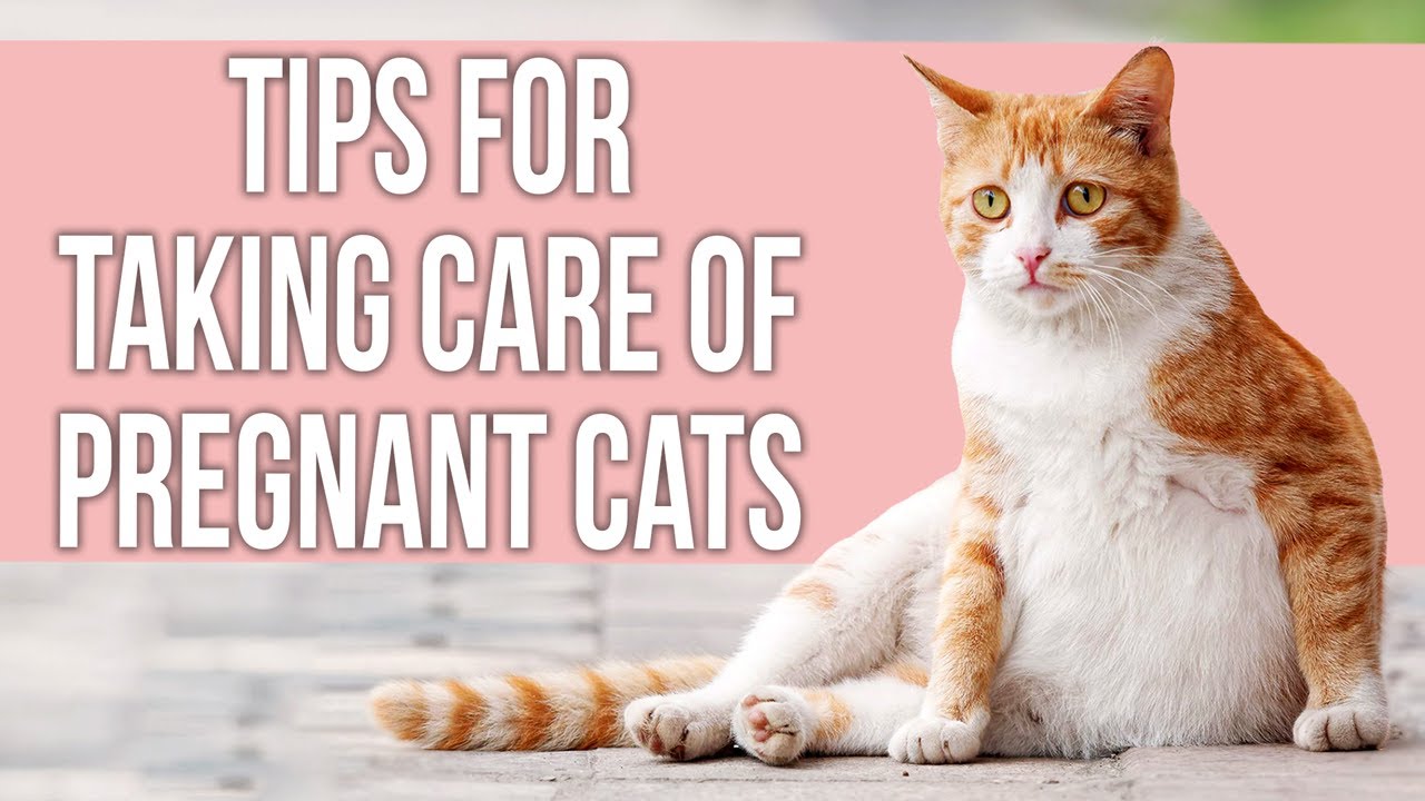 Tips For Taking Care Of Pregnant Cat Housepetscare