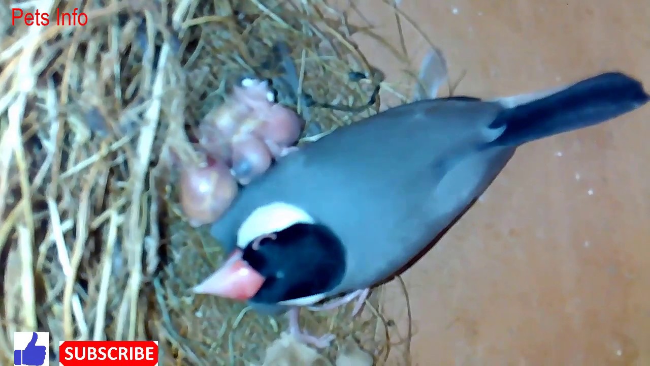 Java Sparrow And Budgies Breeding Progress Youtube