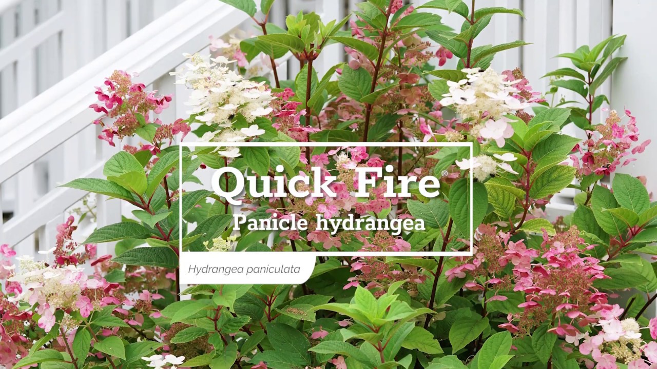 30 Seconds With Quick Fire Panicle Hydrangea Youtube