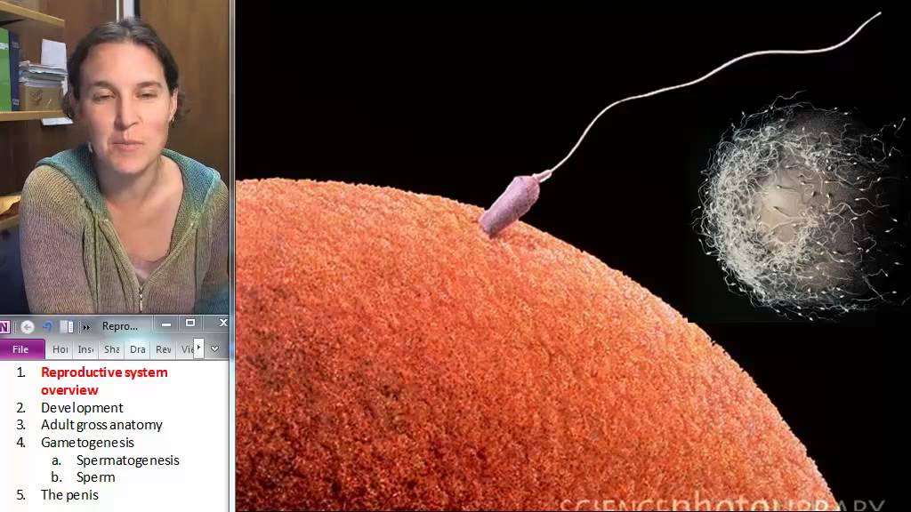 Male Reproductive System Overview тшж Human Anatomy Course Youtube