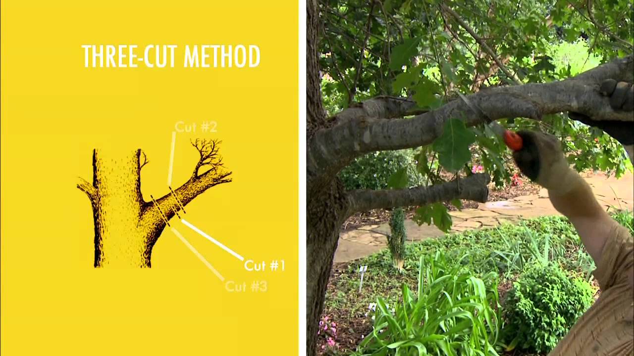 Three Cut Pruning Youtube