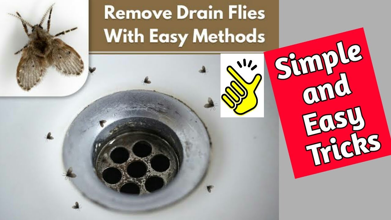 7 Proven Ways To Get Rid Of Flies In The Bathroom
