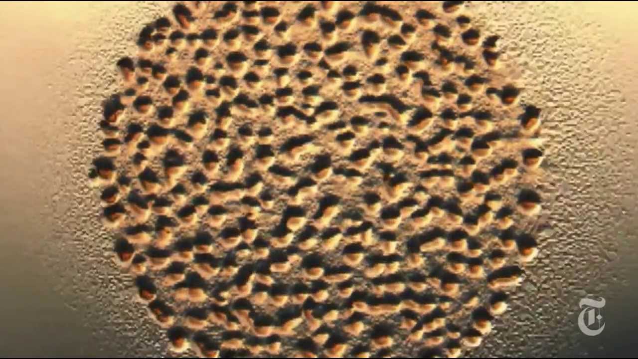 Science Take Bacteria S Private Line Youtube