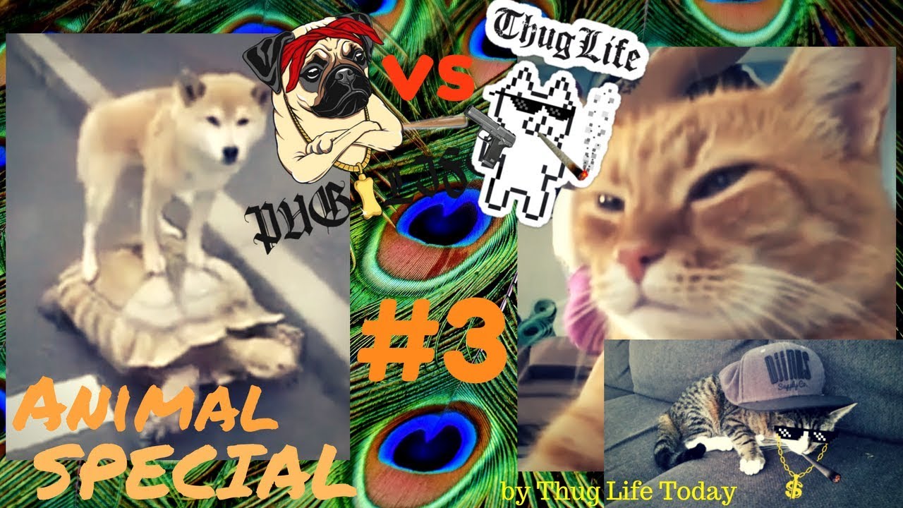 New Thug Life Cats Vs Dogs Compilation Animal Special 3 Hd Feb 2018 By