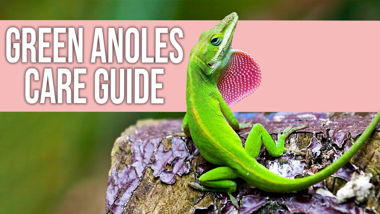 Green Anoles Care Guide For Beginners Youtube