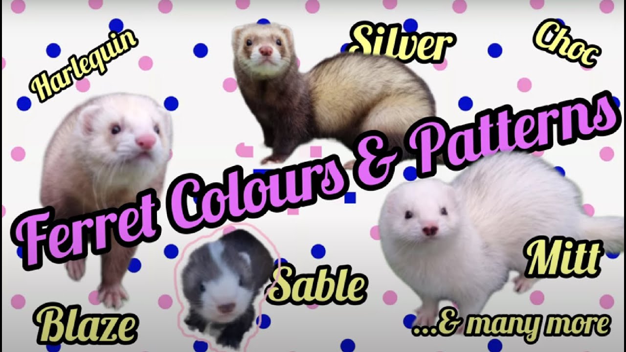 Blaze Ferret