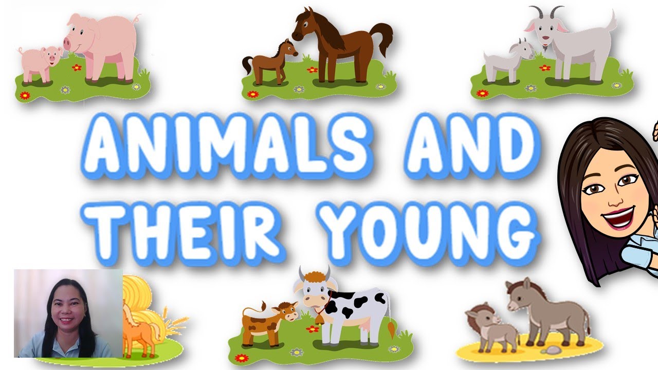 Animals And Their Young Animals And Their Babies Baby Animals