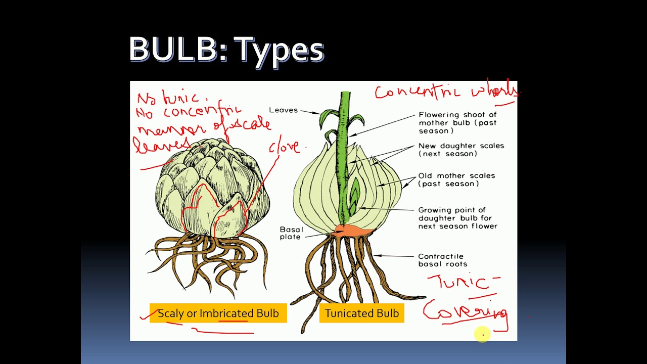 Bulb Stem