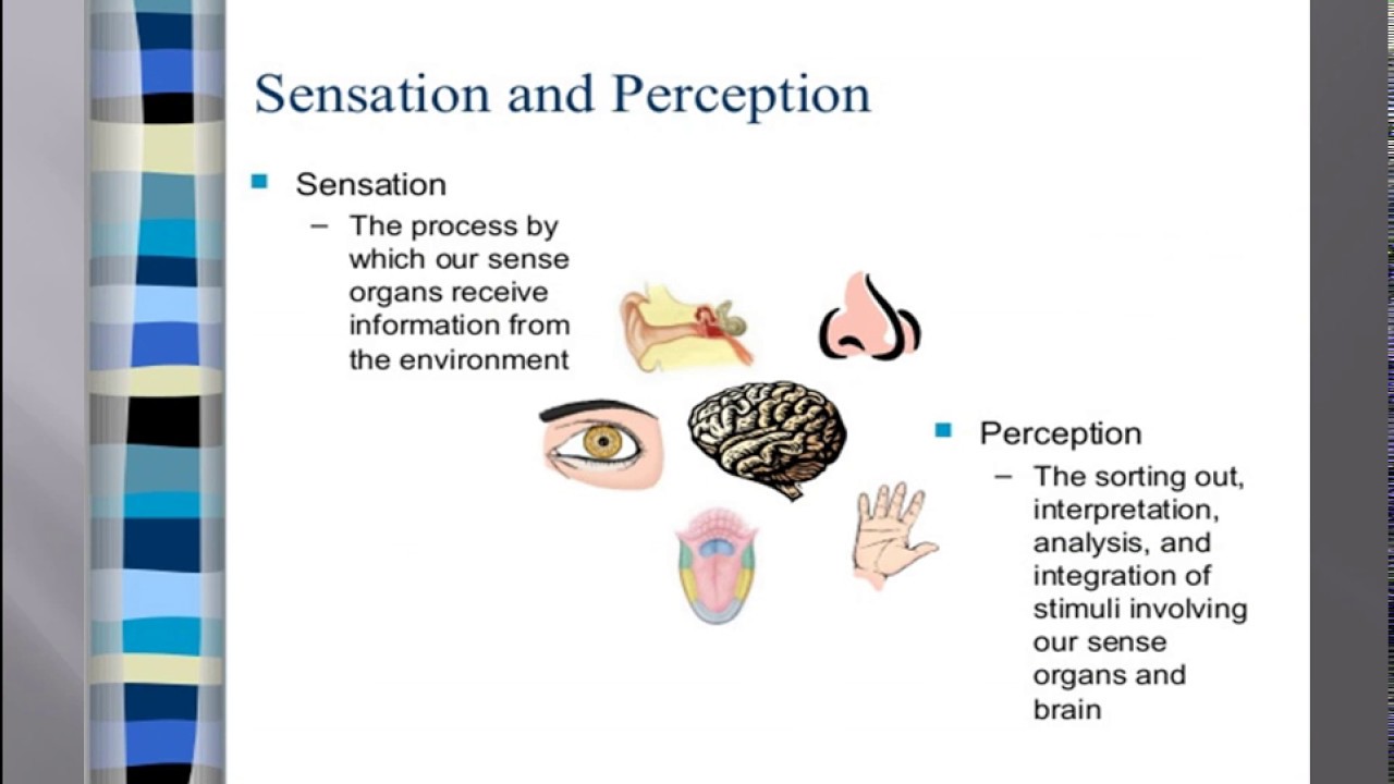 Psychology Examples Of Sensation And Perception At Ashley Smalley Blog
