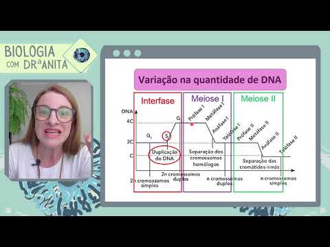 Qual é A Variação De Quantidade De Dna Durante A Meiose Youtube