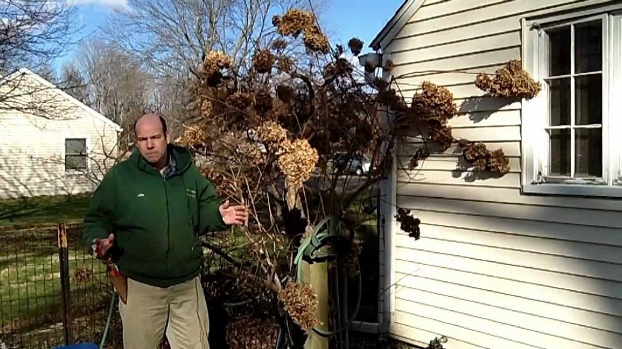 How To Prune Tree Hydrangea 1 Of 3 Hydrangea Paniculata Newtown Ct