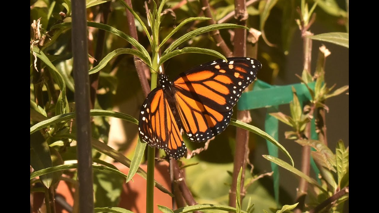 A Monarch Butterfly Emerging From Its Chrysalis In A Time Lapse Youtube