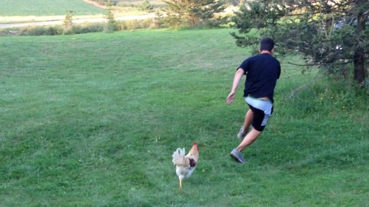 Epic Fail Angry Rooster Chase Goes For The Attack Youtube