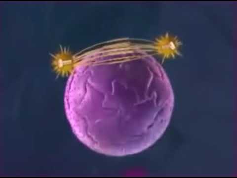 Meiose Animação Youtube