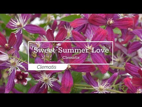 30 Seconds With Sweet Summer Love Clematis Youtube