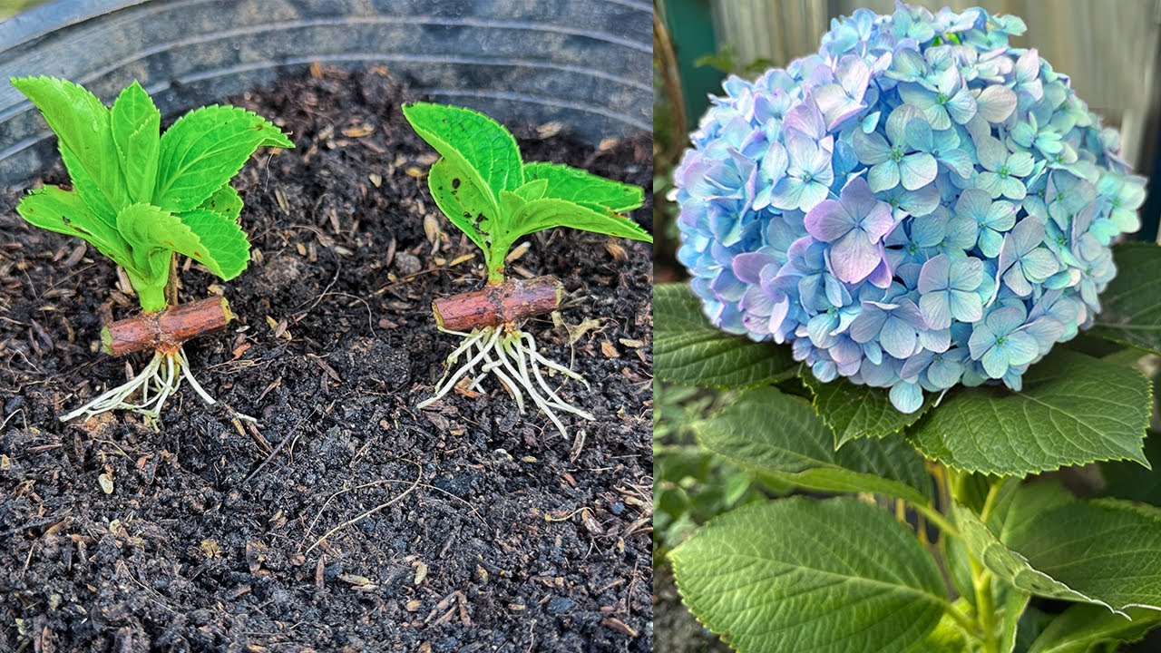 Quick Tips For Propagating Hydrangeas From Nodes To Encourage Fast