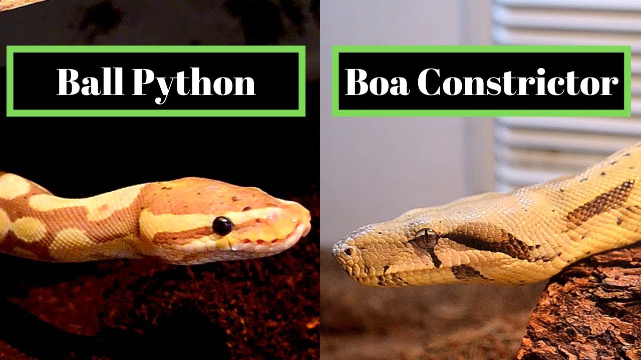 Boa Vs Python Quotes
