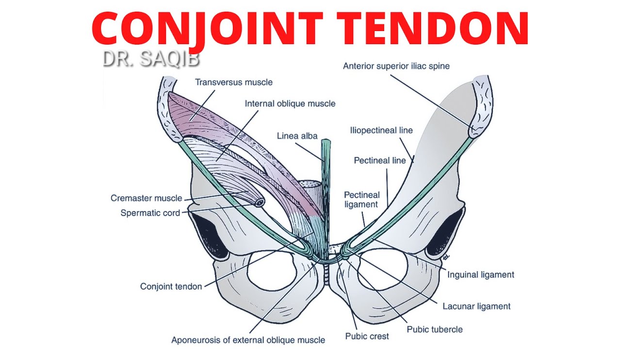 Conjoined Tendon Free Functional Gracilis Transfer For Reconstruction