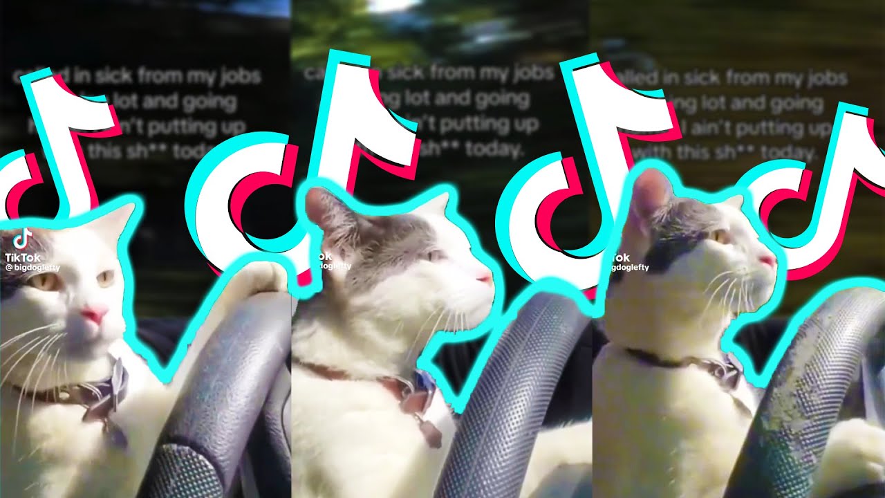 Cat Driving A Car Meme Funny Tiktok Meme Tiktok Compilation Youtube
