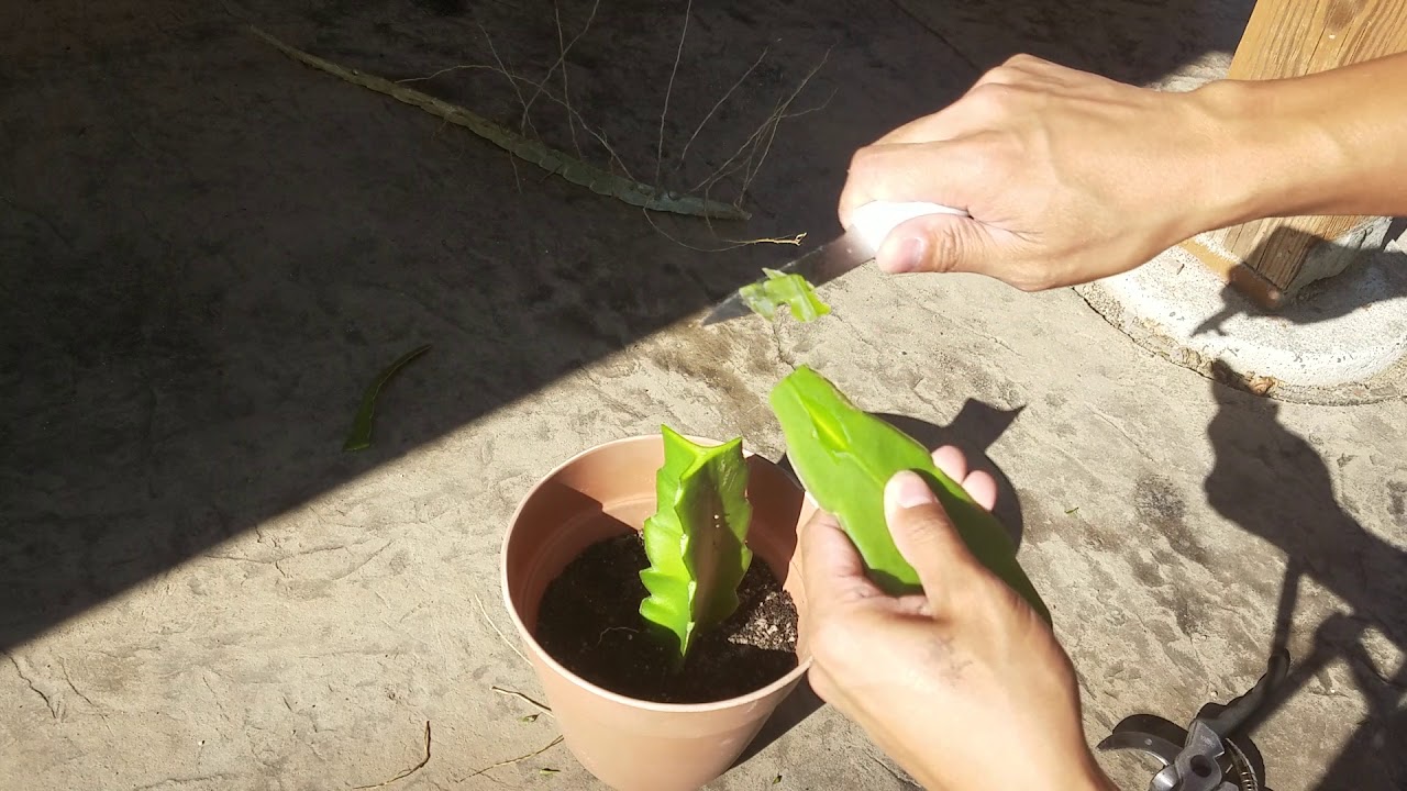 How To Graft Epi Onto Dragon Fruit Cactus Youtube