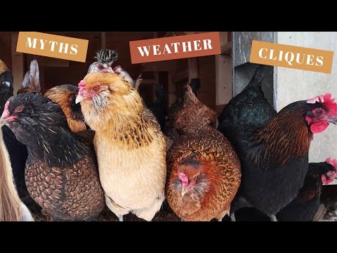 10 Things To Know Before You Buy Backyard Chickens Poultry Care For