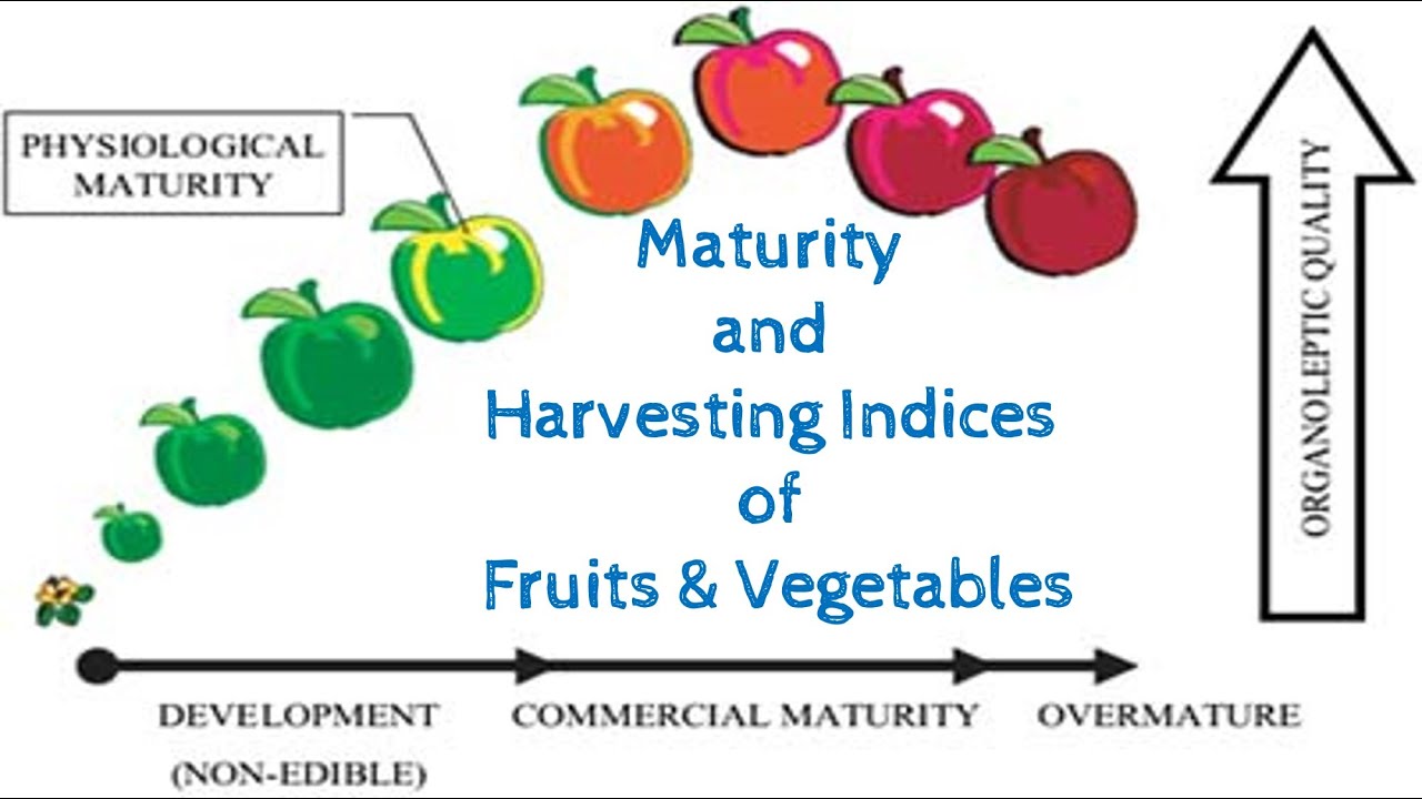 Harvesting And Maturity Indices Of Fruits Vegetables For All