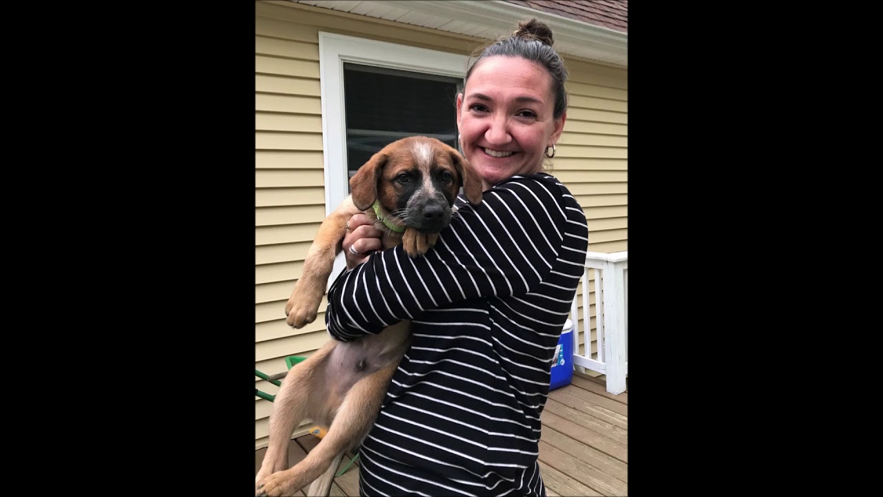 Acdra 2019 Adoptions Youtube