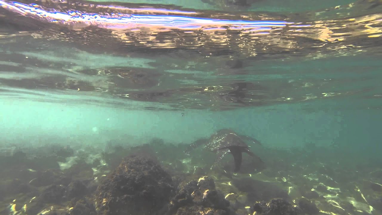 Turtle Diary Youtube