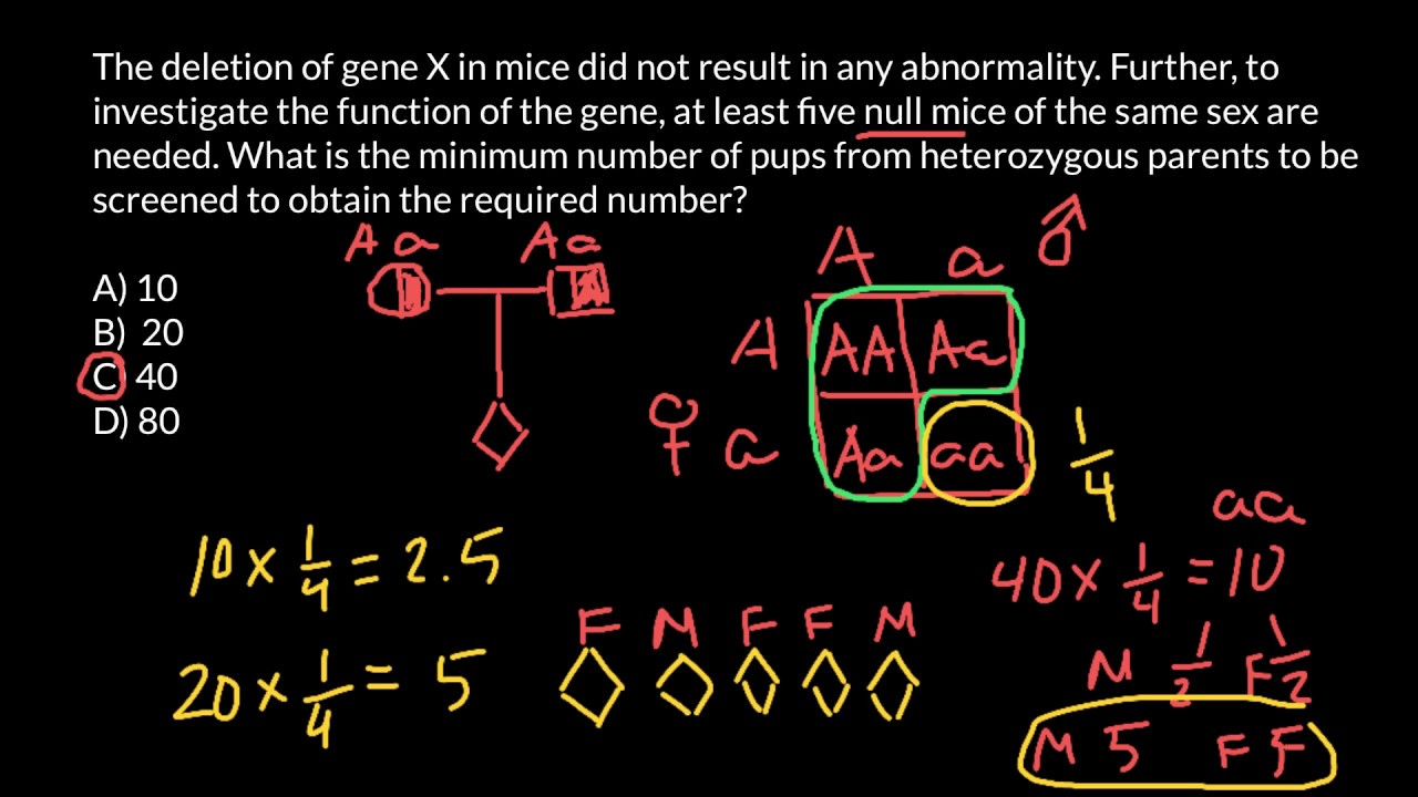 How To Solve Probability Problems In Genetics Youtube