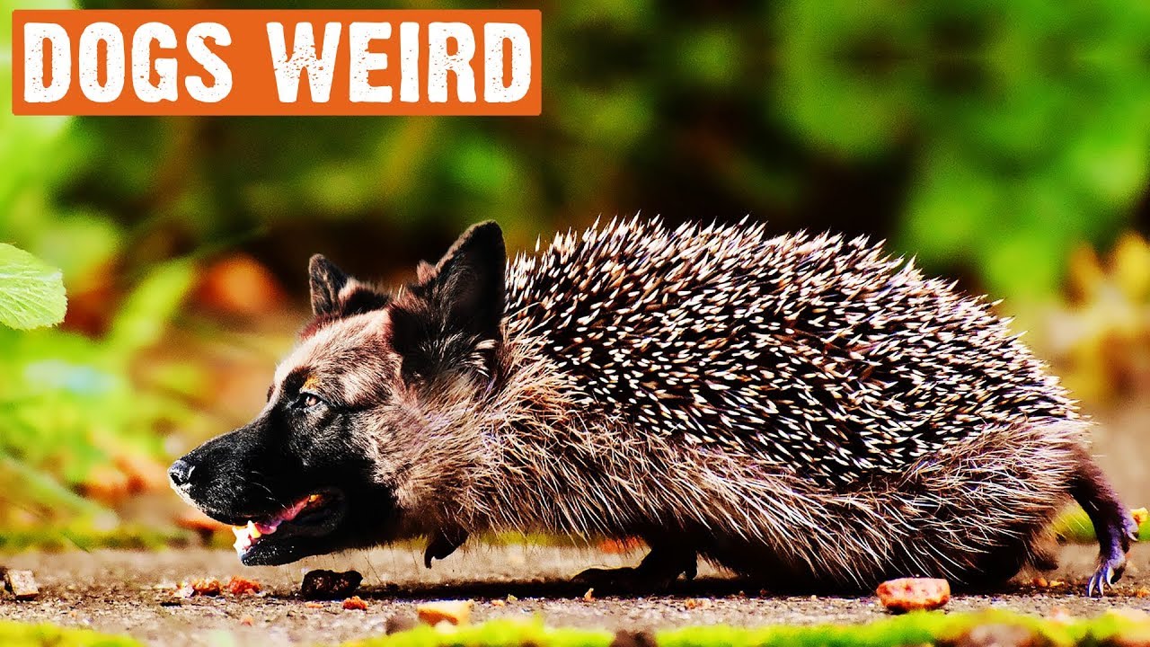 Dogs Are Weird Compilation Youtube