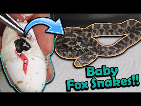 Baby Fox Snakes Hatching Youtube