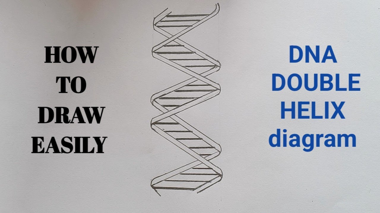 How To Draw Dna Double Helix Structure Dna Diagram Youtube