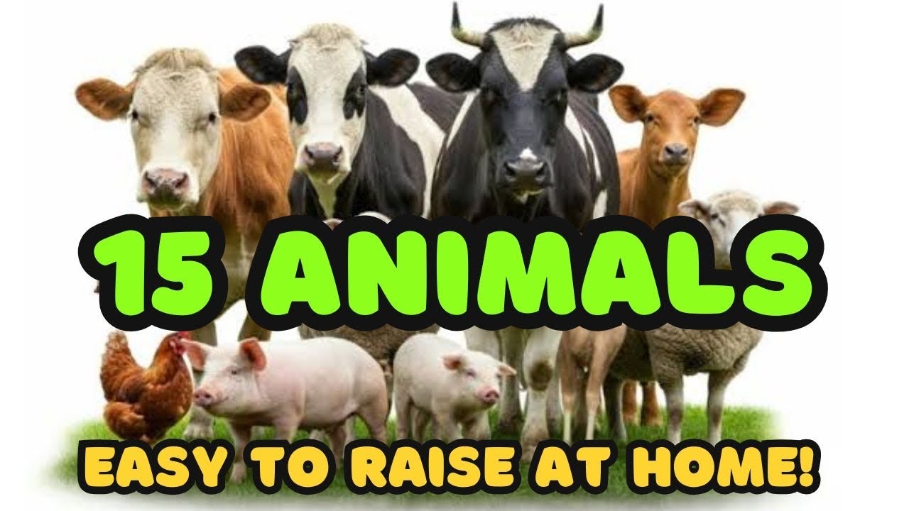15 Backyard Animals Easy To Raise At Home Youtube