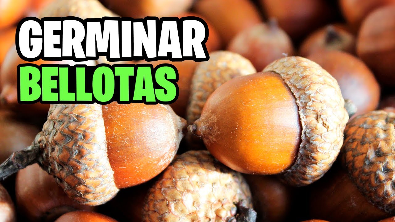 Como Germinar Bellotas Rápido Y Fácil Plantar O Sembrar Bellotas La