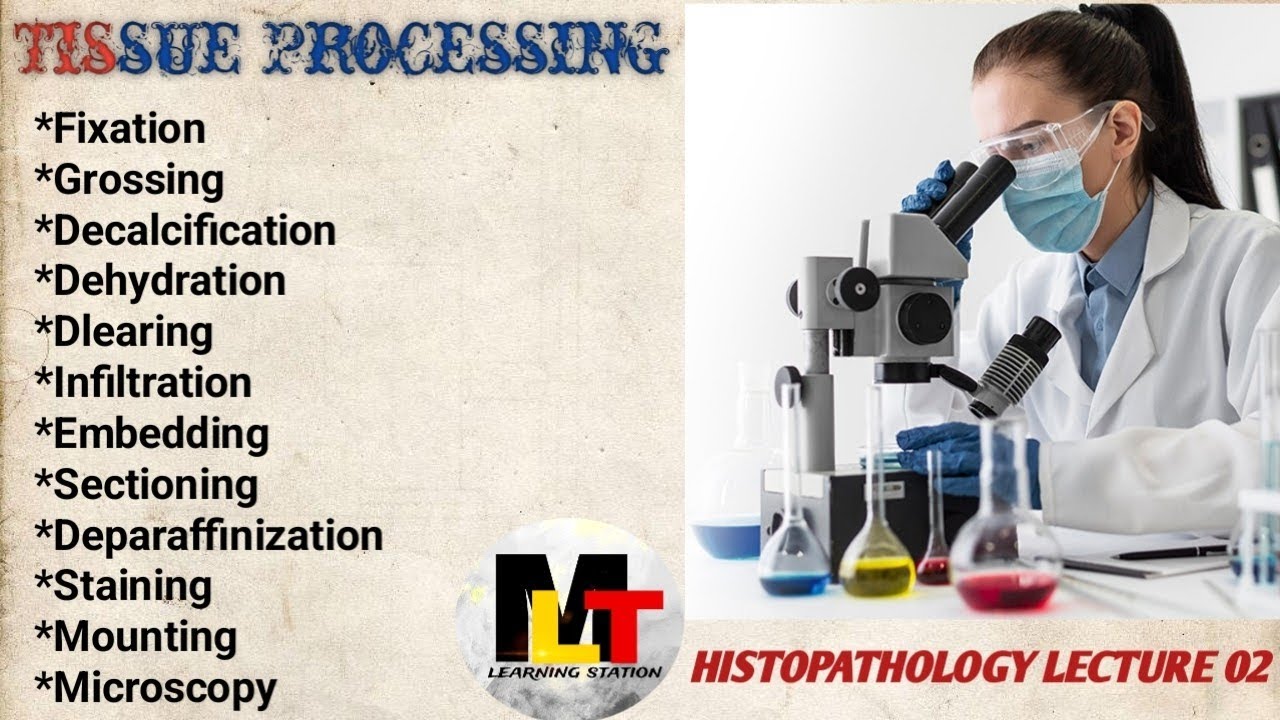 Tissue Processing In Histopathology Laboratory Tissue Processing