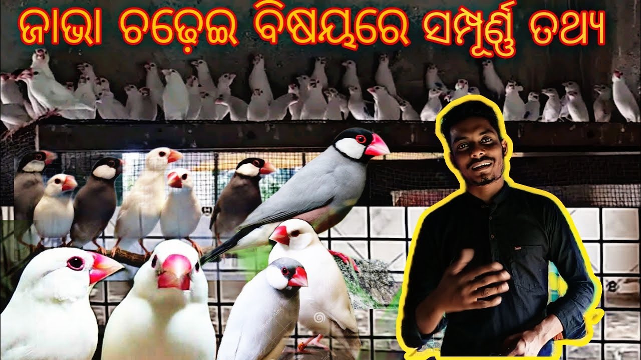 Java Bird Full Information How To Care Treatments For Java Sparrow