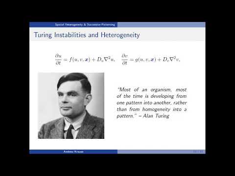 Turing S Theory Of Morphogenesis Modern Methods And Open Questions