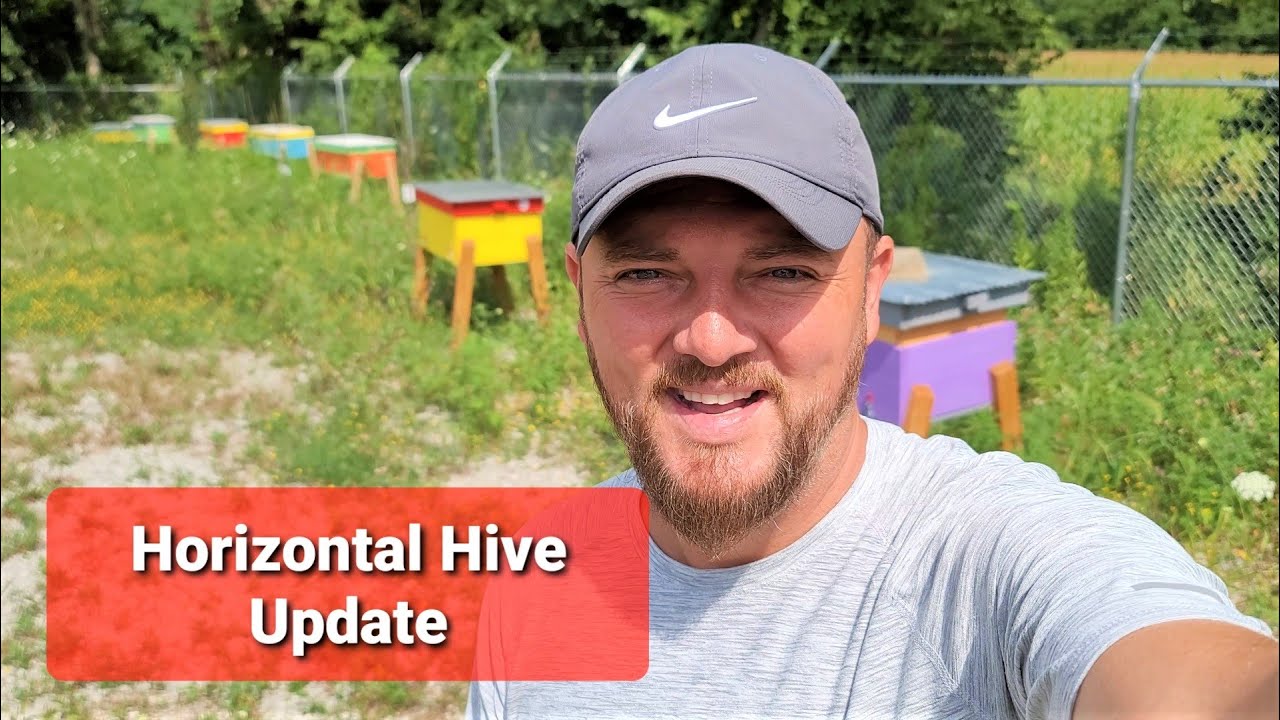 Long Hive Inspection Update Youtube