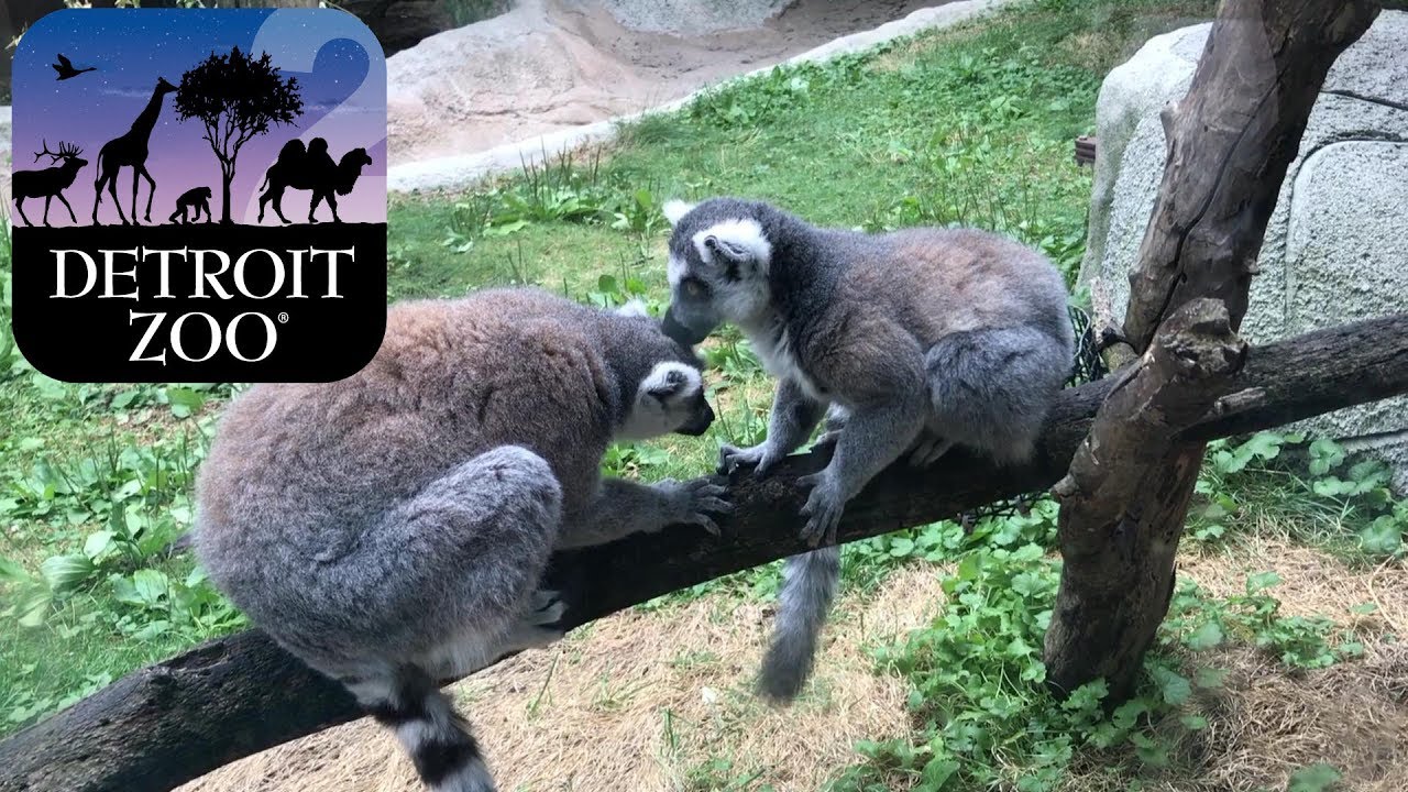 Detroit Zoo Tour Review With Hyde Youtube