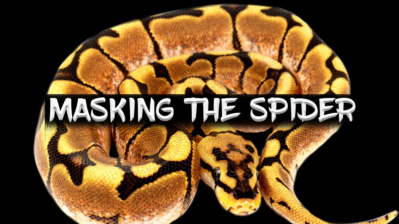 Ball Python Genes That Totally Hide The Spider Youtube