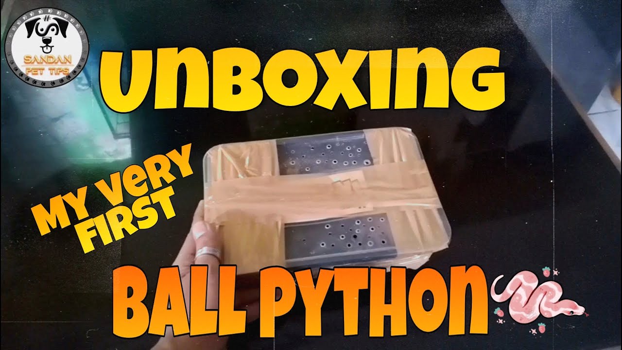 Ball Python Unboxing Youtube