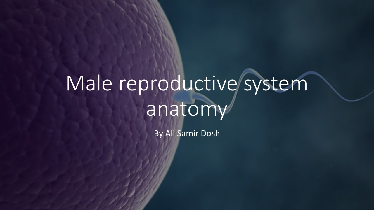 S4 L1 Male Reproductive System Anatomy Youtube