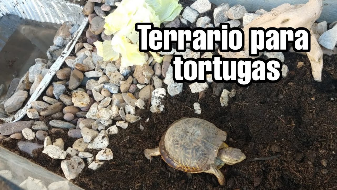 Como Hacer Terrario Para Tortugas Casa Para Tortugas Youtube