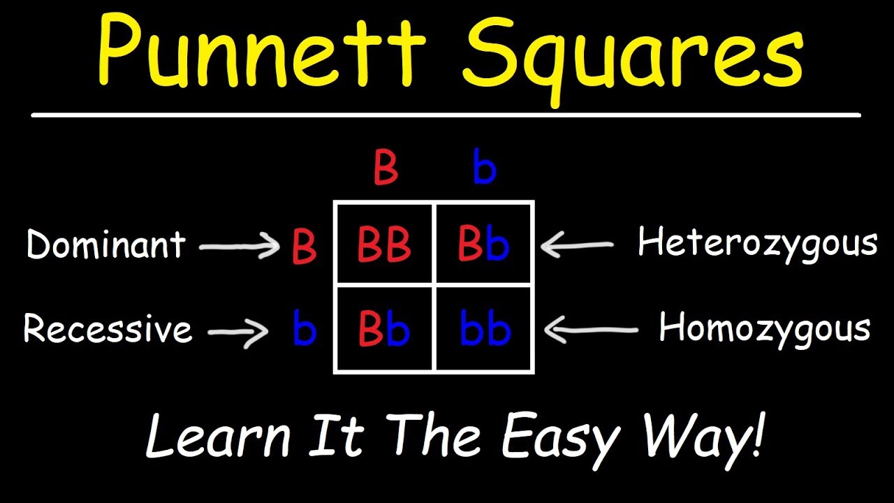 Punnett Squares Basic Introduction Youtube