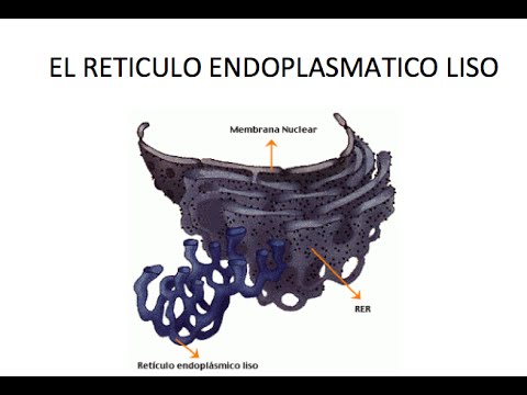 El Retículo Endoplasmático Liso Youtube